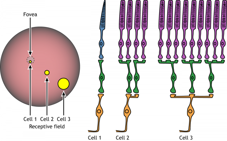7.3.1: Visual System Anatomy- The Retina - Social Sci LibreTexts