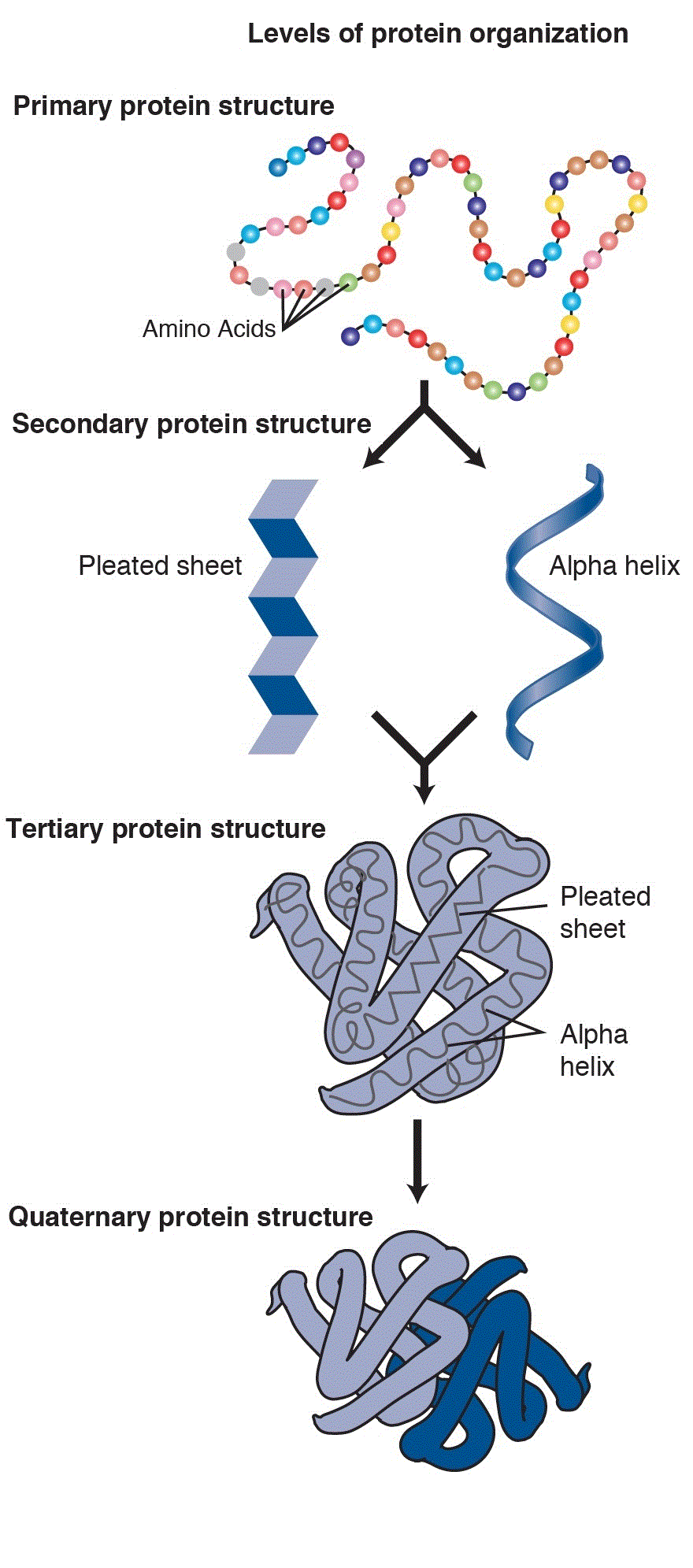 Protein Structure Levels From Amino Acid To Complex Molecule Outline