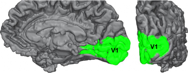 Visual System: Central Processing – Introduction to Neuroscience