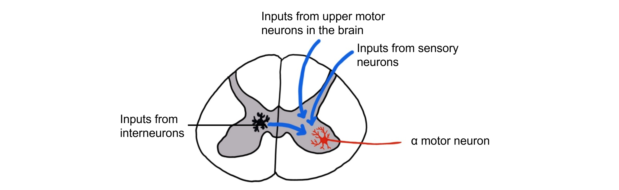 Spinal Motor Control And Proprioception Introduction To Neuroscience