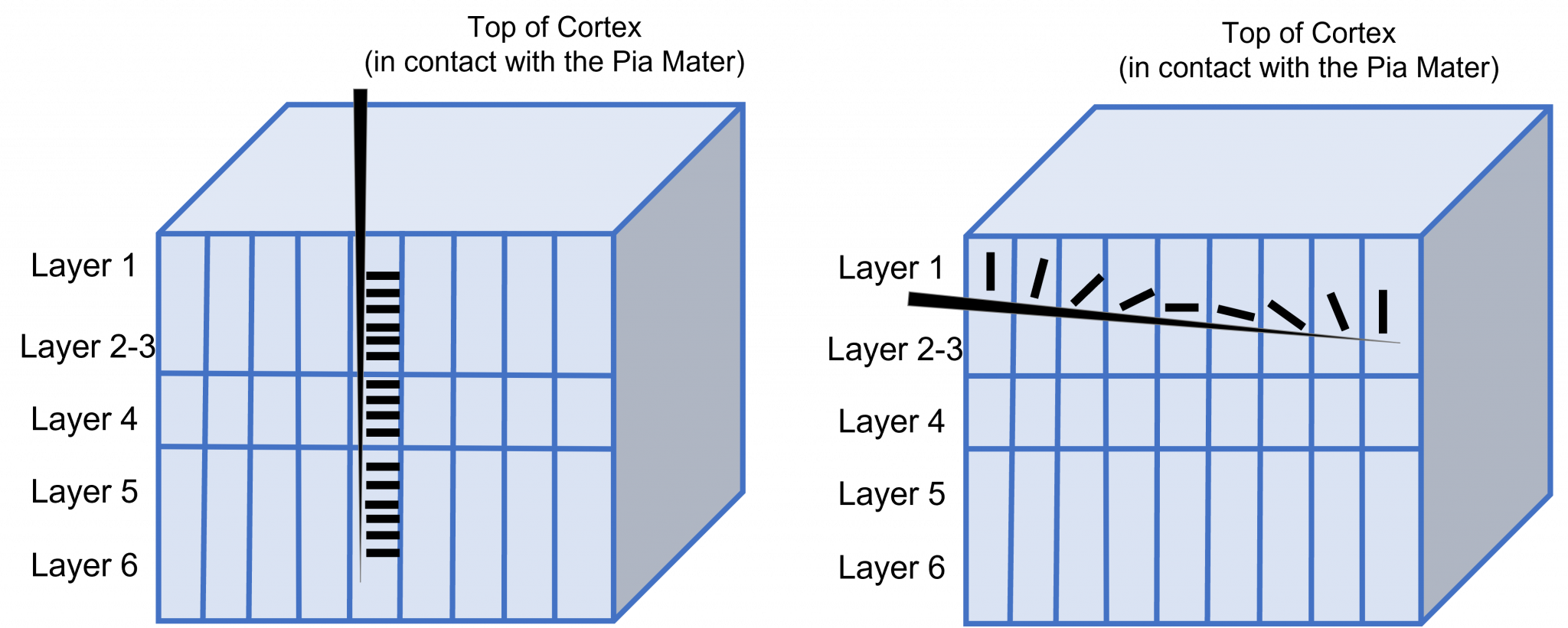 Visual System: Central Processing – Introduction to Neuroscience