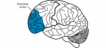 Memory Systems – Introduction to Neuroscience