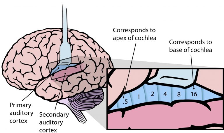 Auditory System: Central Processing – Introduction to Neuroscience Auditory System: Central Processing – Introduction to Neuroscience