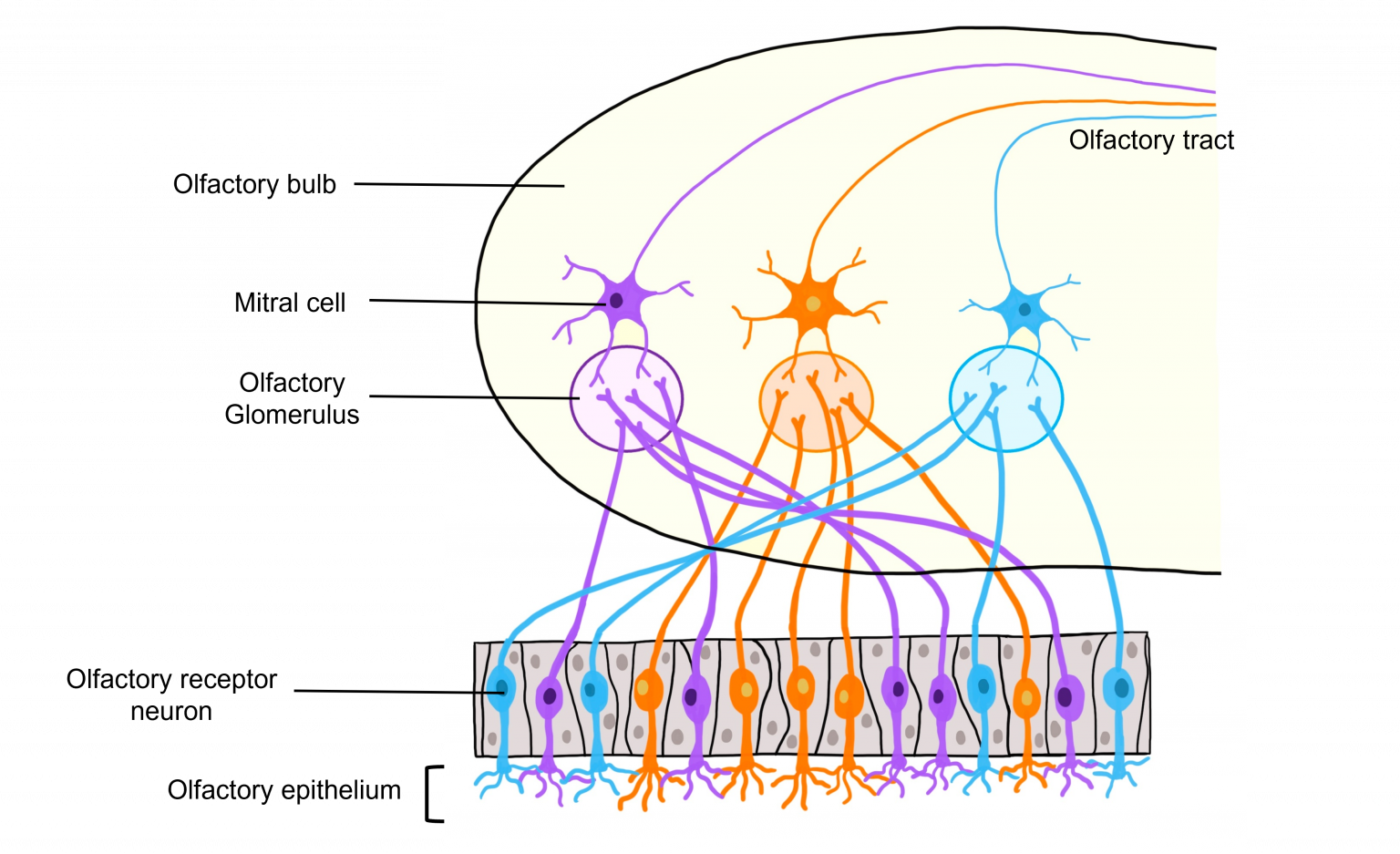 Olfactory System Introduction To Neuroscience