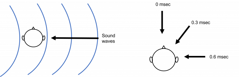 Auditory System: Central Processing – Introduction to Neuroscience Auditory System: Central Processing – Introduction to Neuroscience