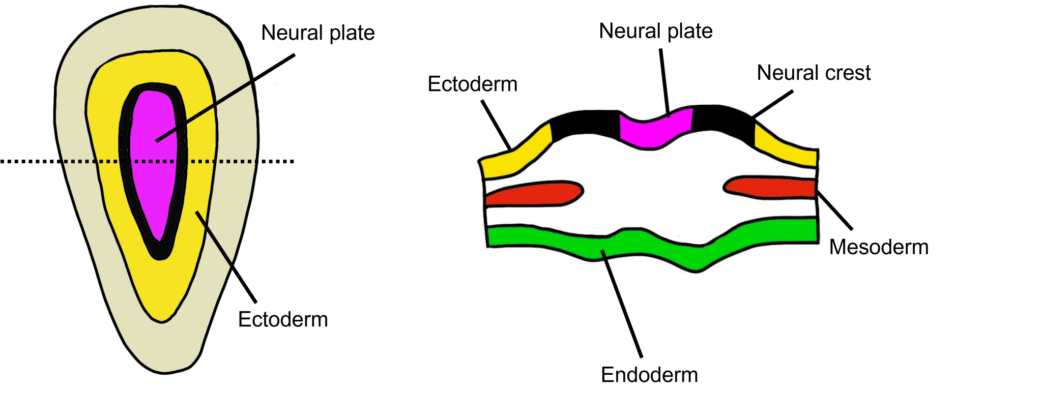 Brain Structure Differentiation – Introduction to Neuroscience Brain Structure Differentiation – Introduction to Neuroscience