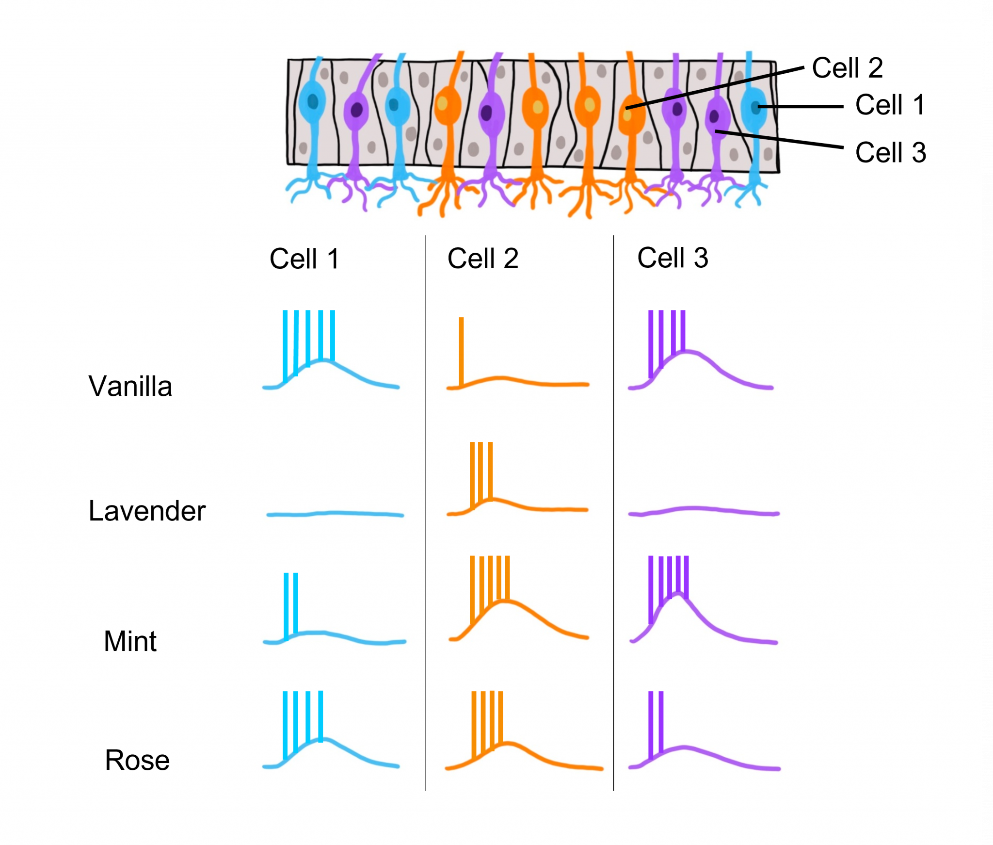 Olfactory System Introduction To Neuroscience