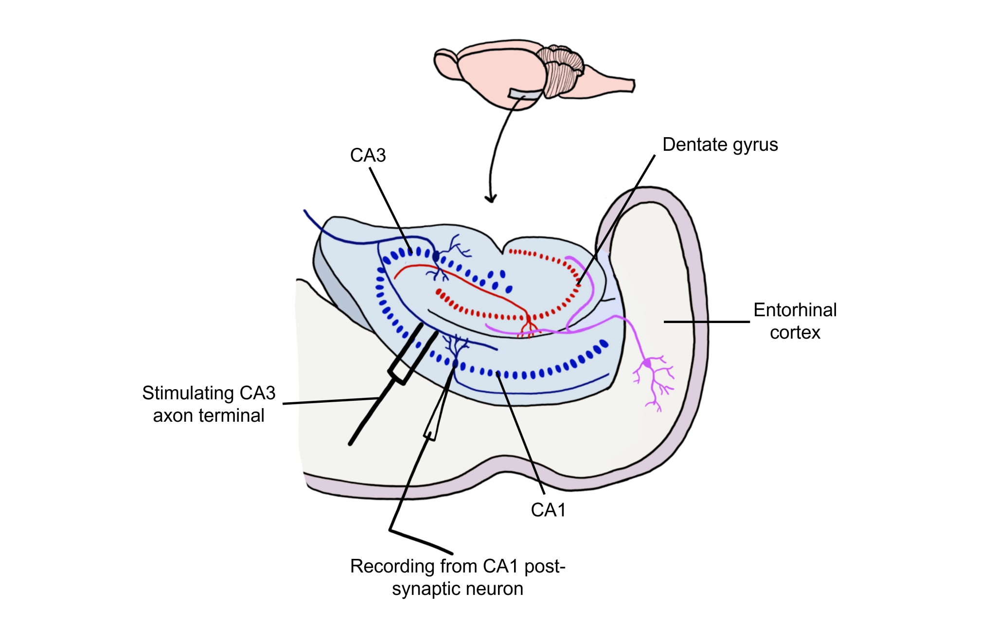 Molecular Mechanisms of Memory: Hippocampus – Introduction to Neuroscience